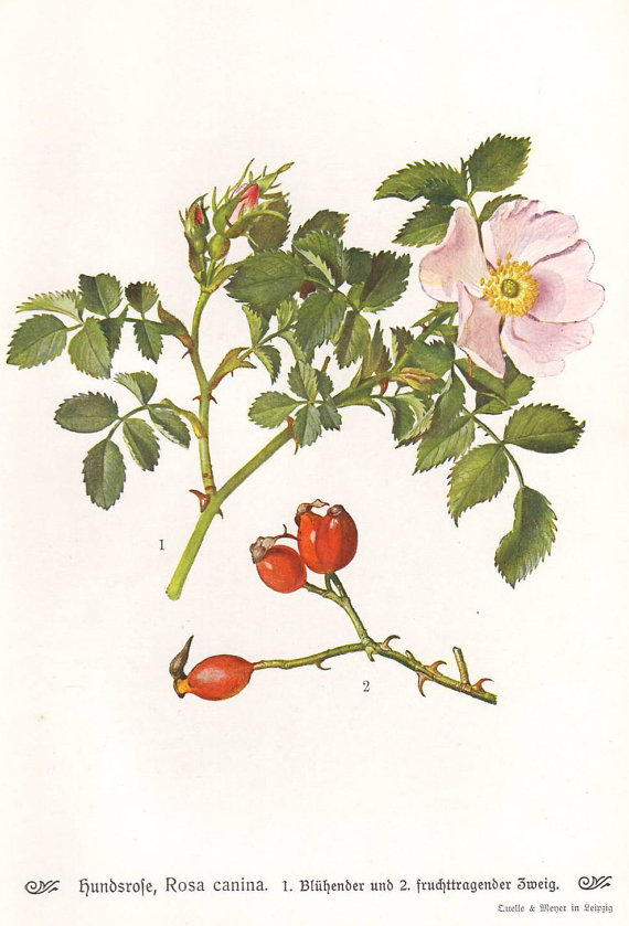 Rose Hips