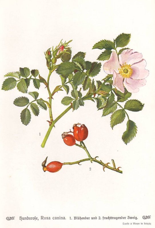 Rose Hips